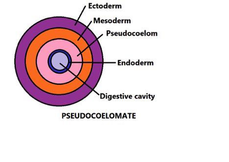 Flatworm Cross Section