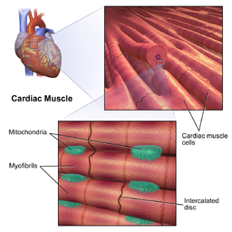 Desmosomes In Cardiac Muscle