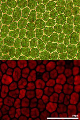 Autotrophic Bacteria