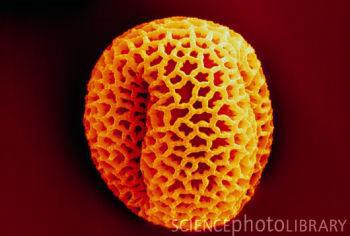 Pollen Microscope Slides