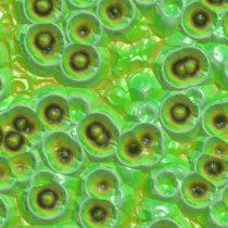 Microscope Slide Drawing