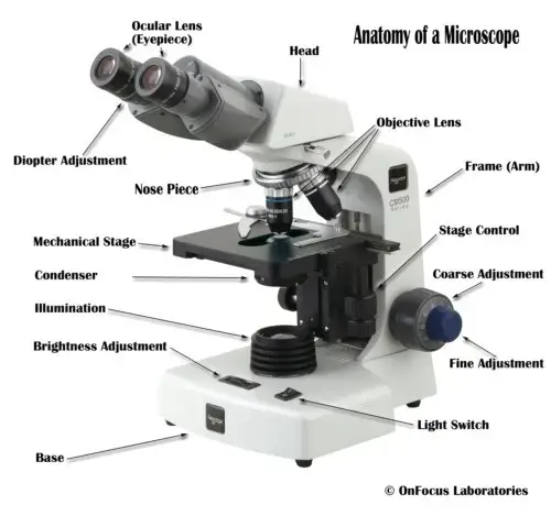 Microscope Parts and Functions