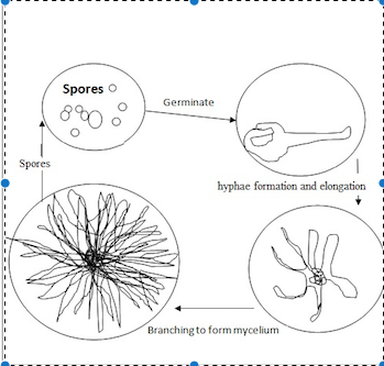 Aspergillus Conidiophores Labeled