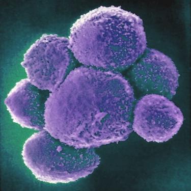 Natural Killer Cells Microscope